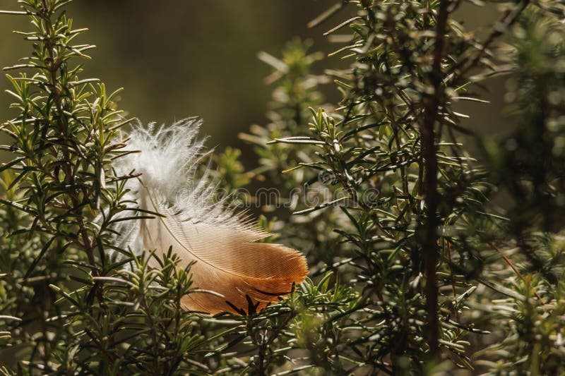 Backlight of Bird Feather on Rosemary Plants Stock Image - Image of ...