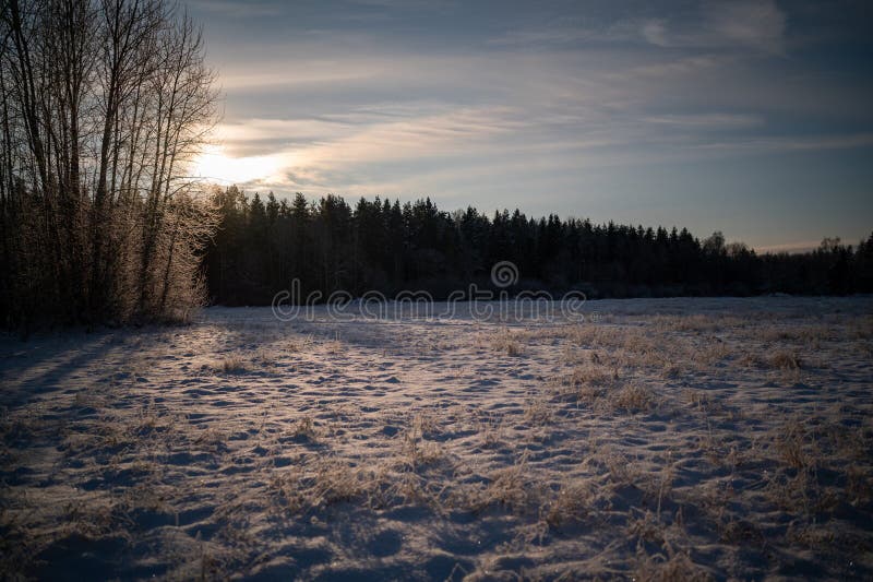 Backlight through Branches a Cold Snowy Morning Stock Image - Image of ...