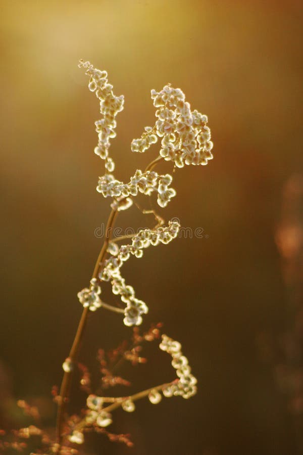 Backlight stock photo. Image of closeup, backlight, flower - 134593734