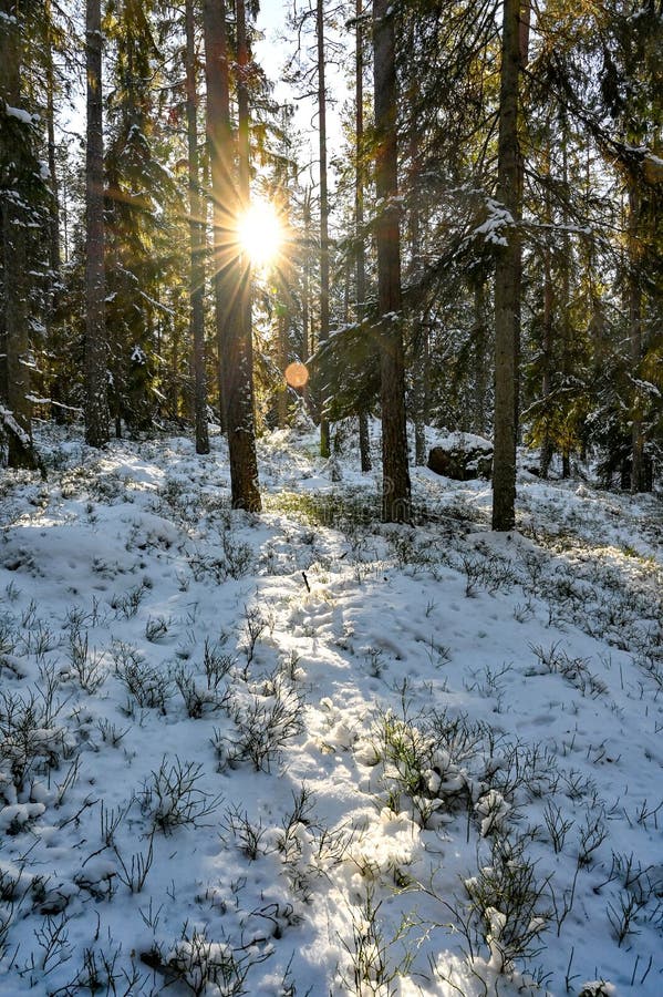 Backlight through Cold and Snowy Forest in Sweden Stock Photo - Image ...