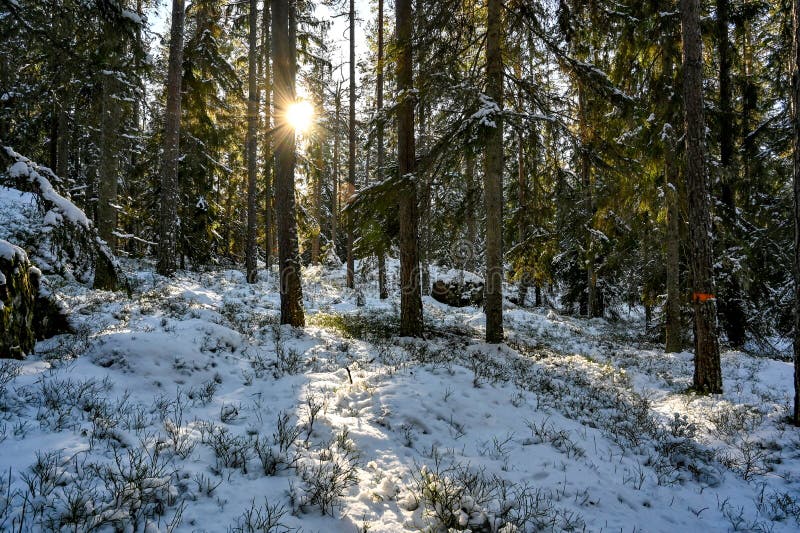 Backlight through Cold and Snowy Forest in Sweden Stock Image - Image ...