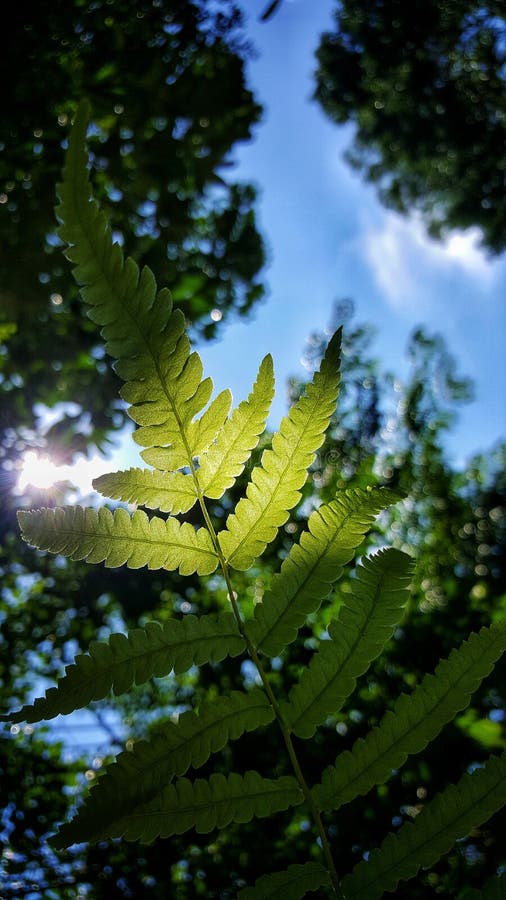 Backlight stock image. Image of spring, fern, backlight - 116448839