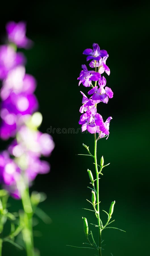 Backlight Flower stock photo. Image of closeup, green - 79913278