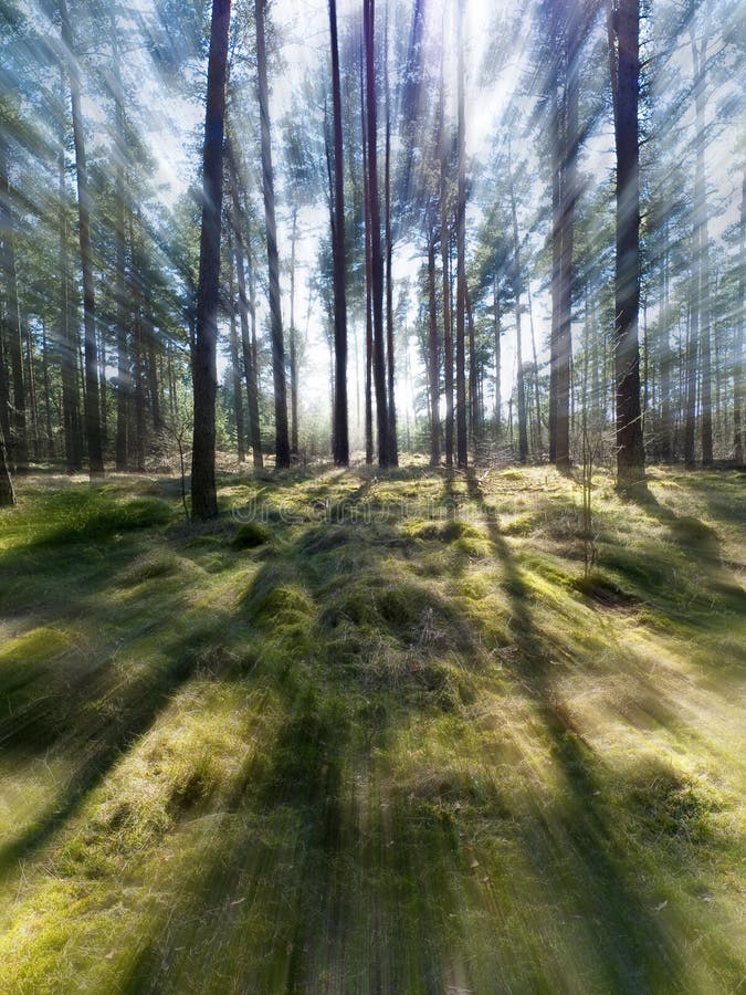 Backlight in the forest stock image. Image of motion, shadows - 9065451
