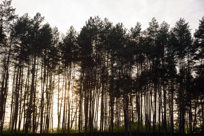 Backlight Landscape with Trees Silhouettes and Morning Sky Stock Photo ...