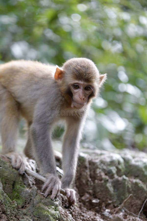 Backlight of the monkey stock image. Image of eyes, green - 69933559