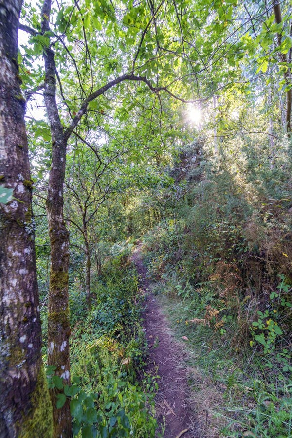 Narrow Path Made by Wild Animals in the Middle of a Very Lush an Stock ...