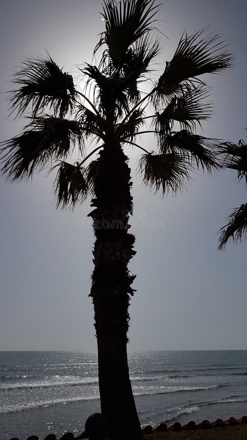 Backlight of a palm tree stock image. Image of wind - 211585453
