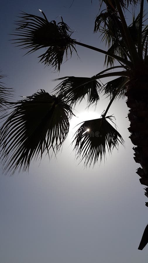 Backlight of a palm tree stock image. Image of monochrome - 211585459