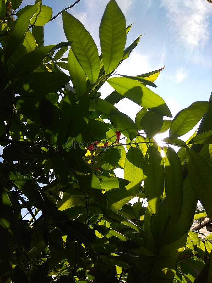 Backlight Photography Under the Tree Stock Photo - Image of clouds ...