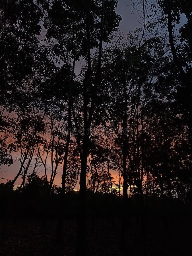 Backlight pink sunset stock photo. Image of trees, tree - 203589970
