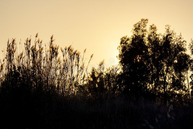 Backlight of Plants at Sunset Stock Image - Image of bright, tree ...