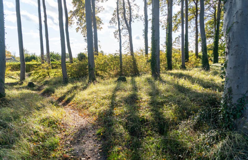 Backlight Scene in the Forest, Grass and Trees Stock Photo - Image of ...