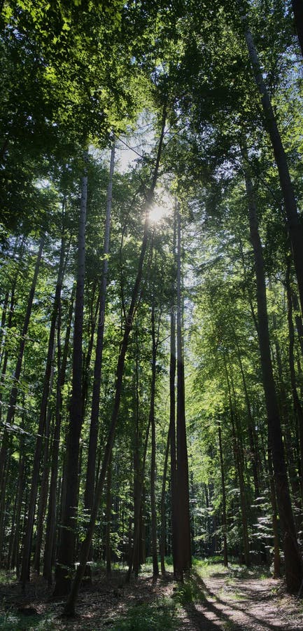 Backlight Shot of Dense Beech Trees in the Hard Midday Sun Stock Photo ...
