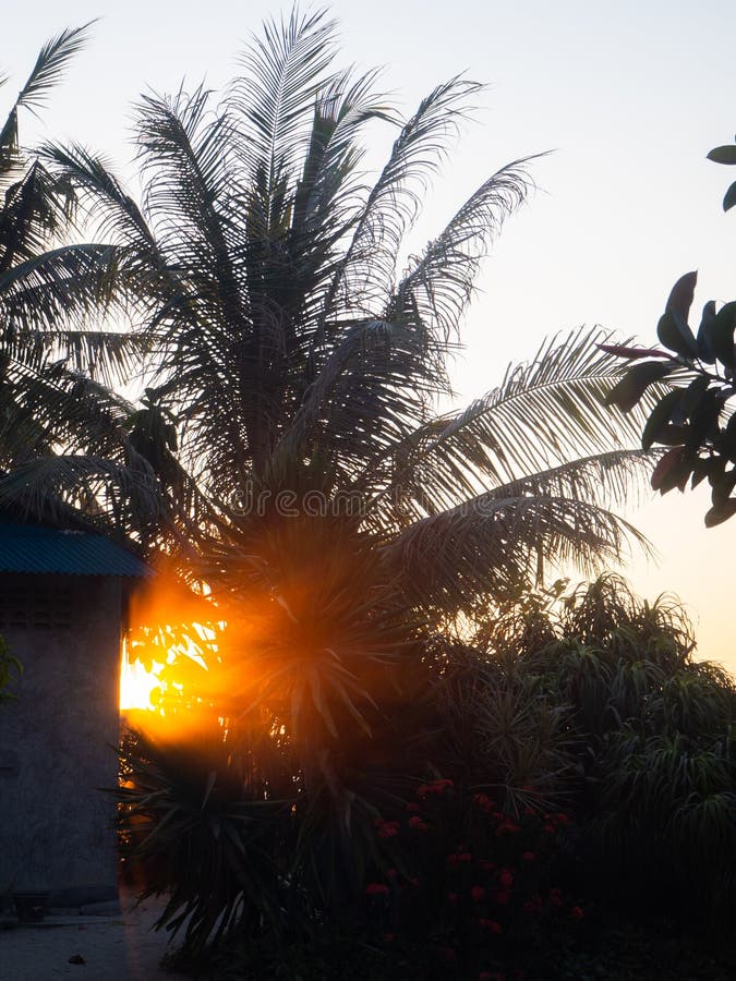 The Backlight of the Sun Shining through Tropical Trees Stock Photo ...