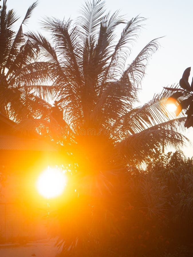 The Backlight of the Sun Shining through Tropical Trees Stock Image ...