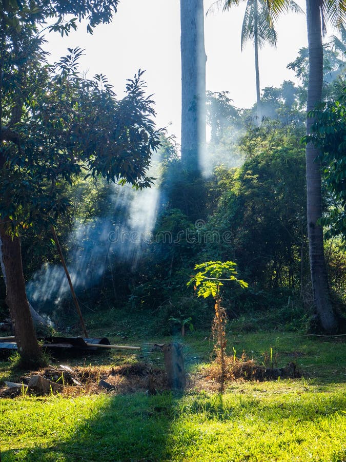 The Backlight of the Sun Shining through Tropical Trees Stock Image ...
