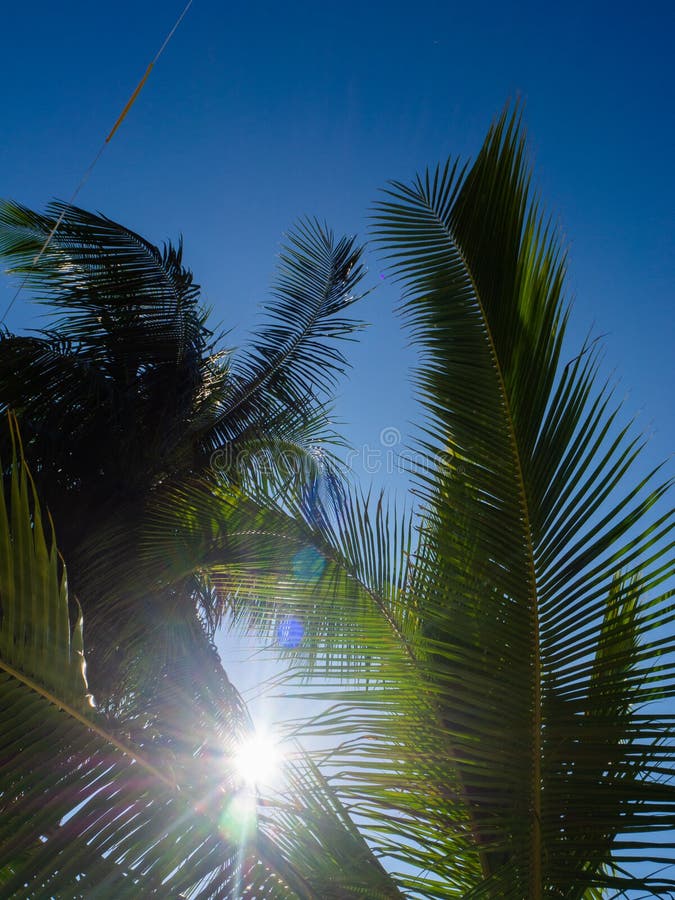 The Backlight of the Sun Shining through Tropical Trees Stock Image ...