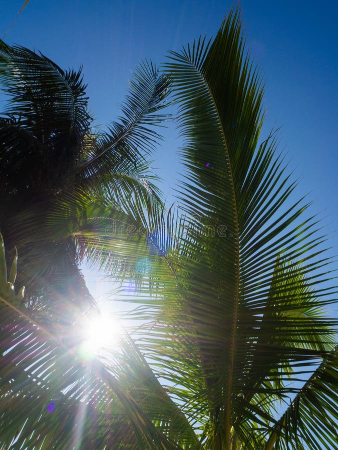 The Backlight of the Sun Shining through Tropical Trees Stock Image ...
