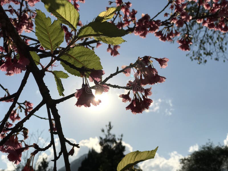Backlight sun stock photo. Image of silhouette, sakura - 83044842