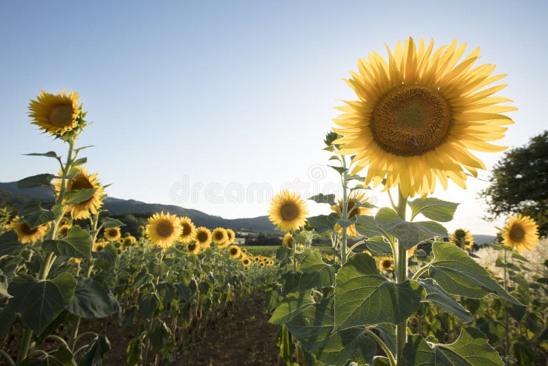Backlight 2 Sunflowers that are Blooming in the Garden Stock Photo ...