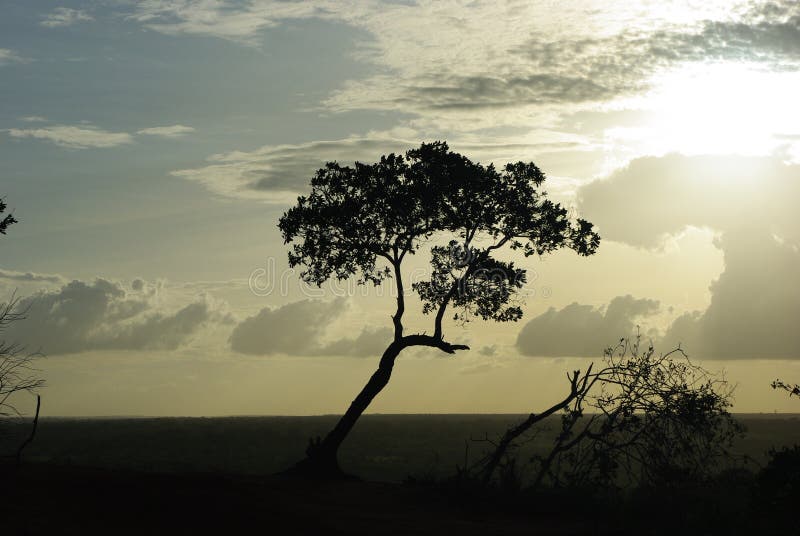 Backlight tree stock photo. Image of trees, view, africa - 33811308