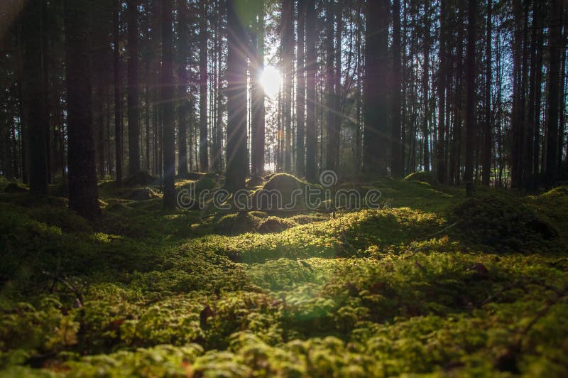 Backlight through Trees in a Forest Stock Image - Image of wildlife ...