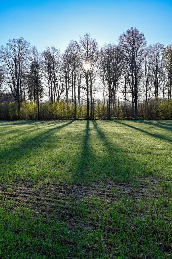 Backlight through Trees and Shadows Over Green Field Stock Image ...