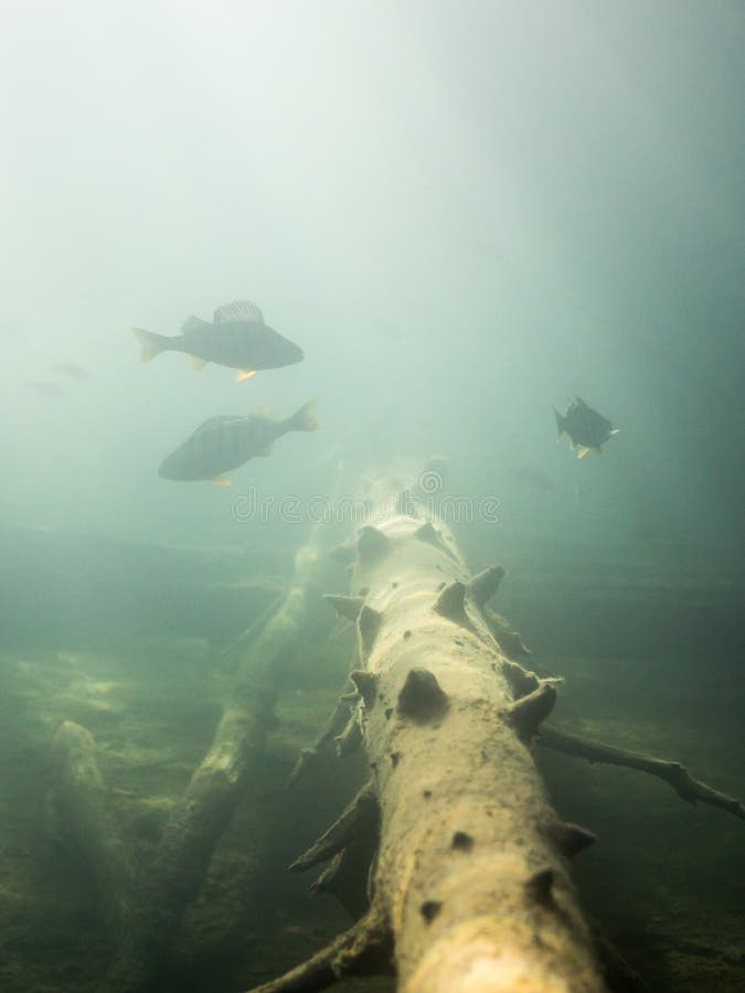 Backlight Underwater View of Perch Swimming by a Sunken Tree Stock ...