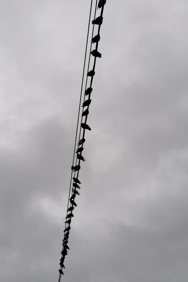 Avian alignment stock photo. Image of view, electric - 212714376