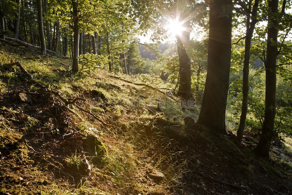 Backlight in wood stock image. Image of wood, backlight - 26423615