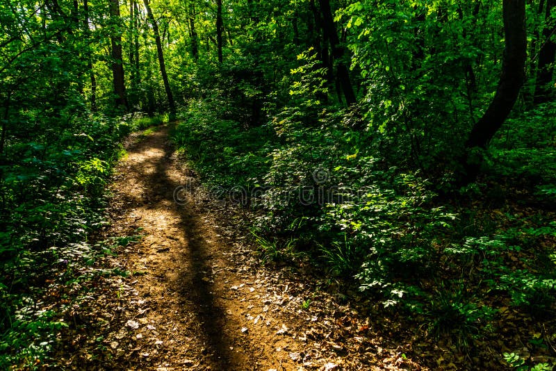 Backlight during Sunset in the Forest - Walking through Stock Photo ...