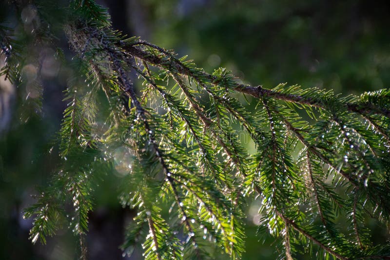 Backlighted Spruce Branch with Sun Rays in Norway Stock Image - Image ...