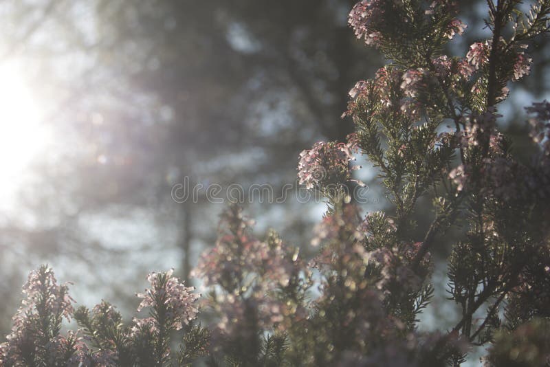 Backlighting Pink Flowers in Winter Stock Photo - Image of nature ...