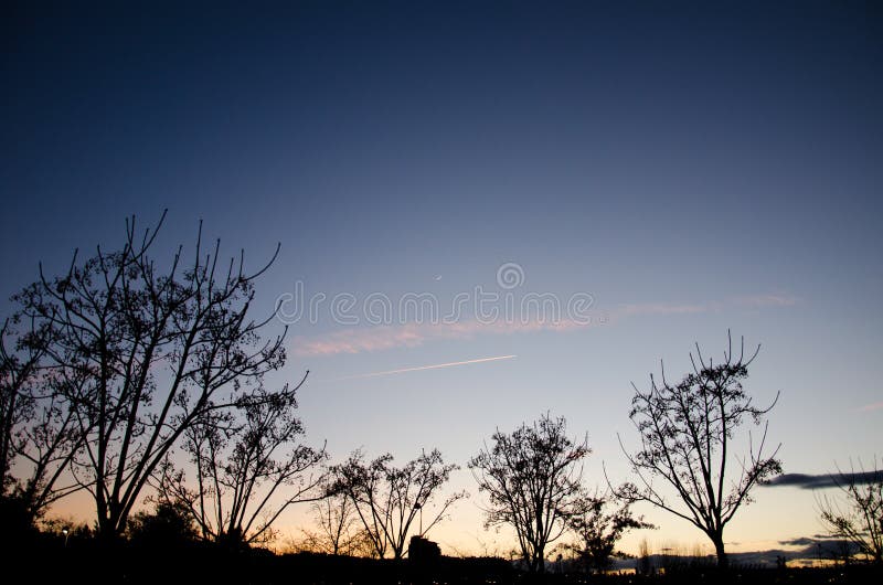 Backlighting. Trees in the Sunset Stock Image - Image of orange ...