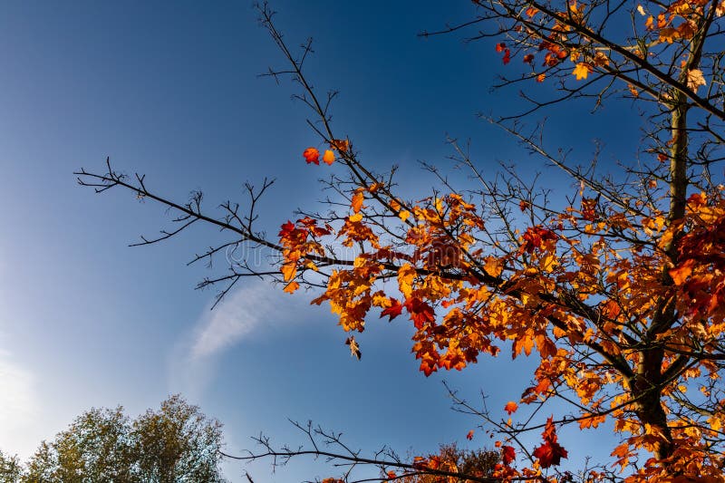 Backlit autumn leaves stock photo. Image of autumn, dusk - 337956544