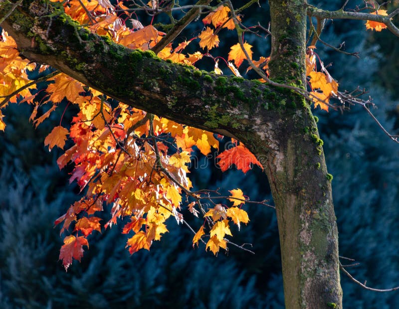 Backlit autumn leaves stock image. Image of autumn, yellow - 337956527