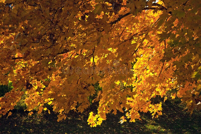 Backlit Autumn tree stock image. Image of yellow, fall - 12173379