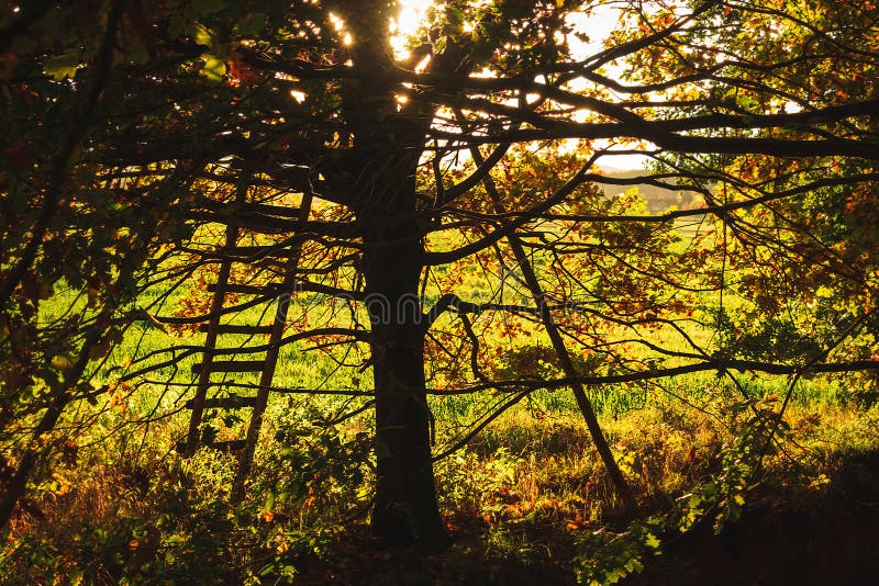 Backlit Autumn Tree with Ladder. Czech Landscape Stock Photo - Image of ...