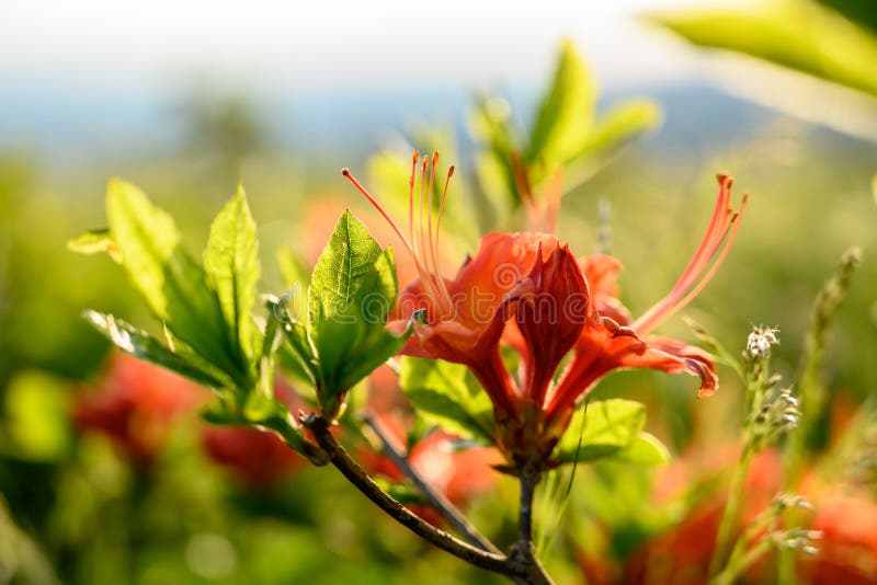 Backlit Azalea Blooms Close Up Stock Image - Image of forest, great ...