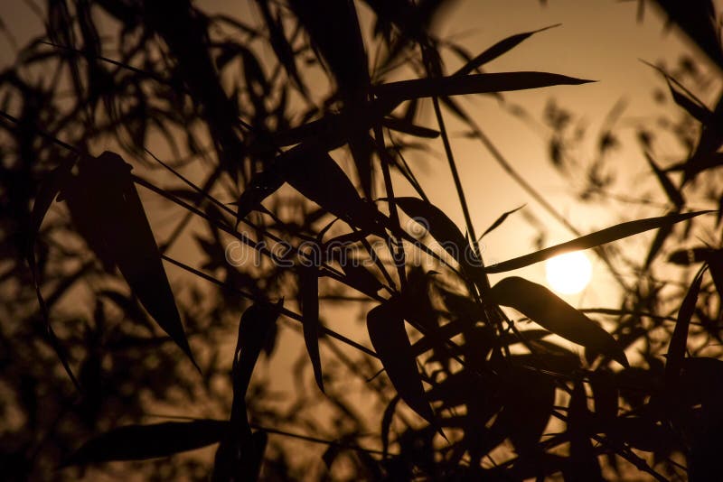 Backlit Bamboo Leaf in Sunrise Stock Image - Image of copy, color: 69631149