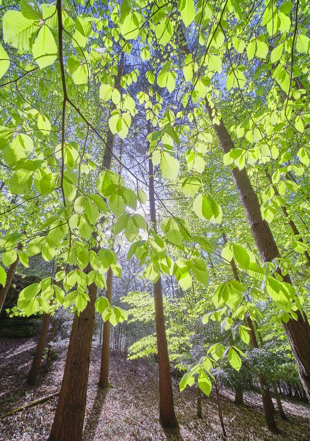 Bright Green Beech Tree Leaves in Early Spring Back Lit Stock Image ...