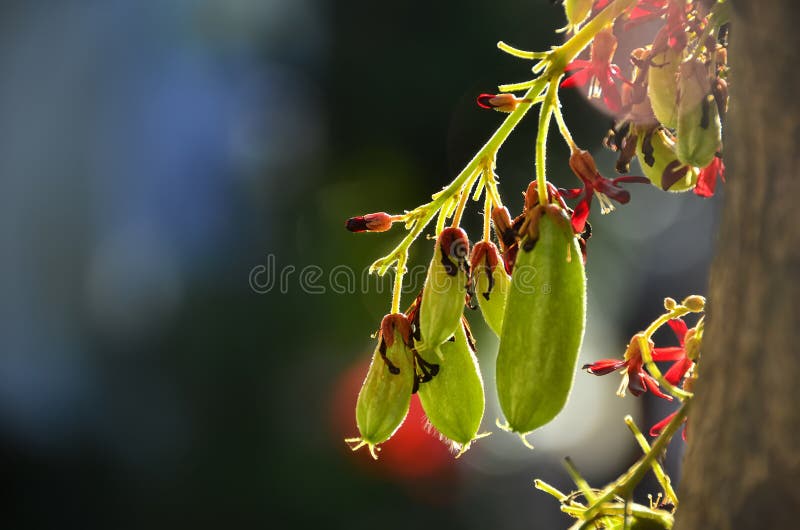 Bilimbi Tree Averrhoa Bilimbi And Flowers Stock Photo - Image of ...