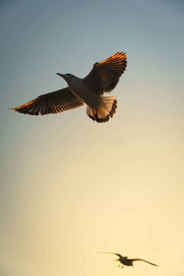 Backlit Bird Perches on Bridge`s Rail Stock Photo - Image of scan ...