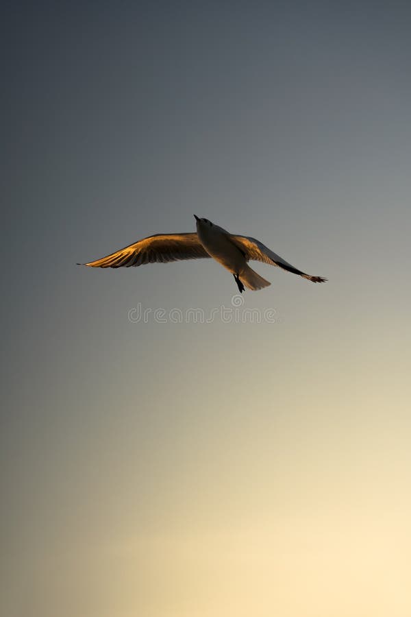 Backlit Bird Gliding at Dusk Space for Text Stock Photo - Image of ...