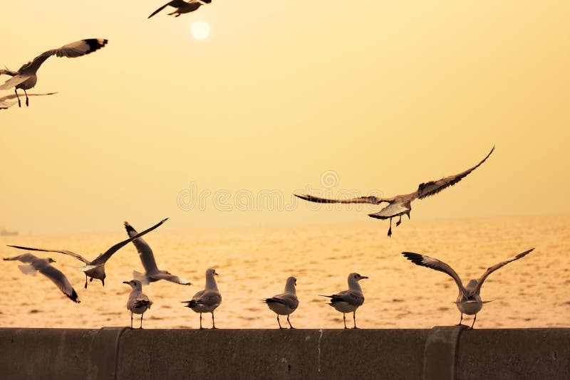 Backlit Birds Enjoy a View of Sunset Stock Image - Image of graceful ...