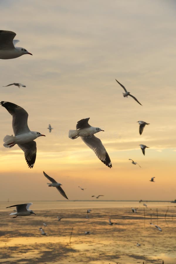 Backlit Birds Flying in the Evening Stock Photo - Image of moody, tide ...