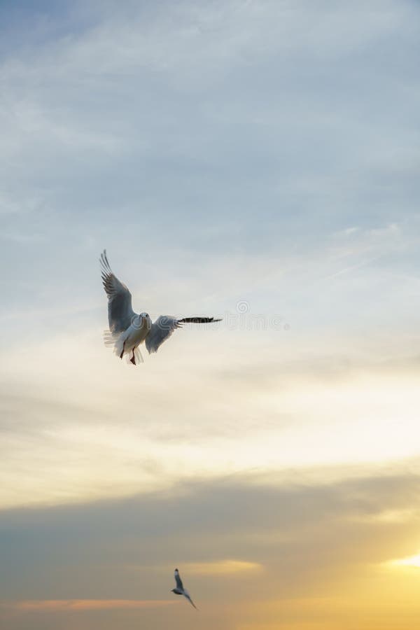 Backlit Birds Gliding at Sunset Stock Photo - Image of birds, idea ...
