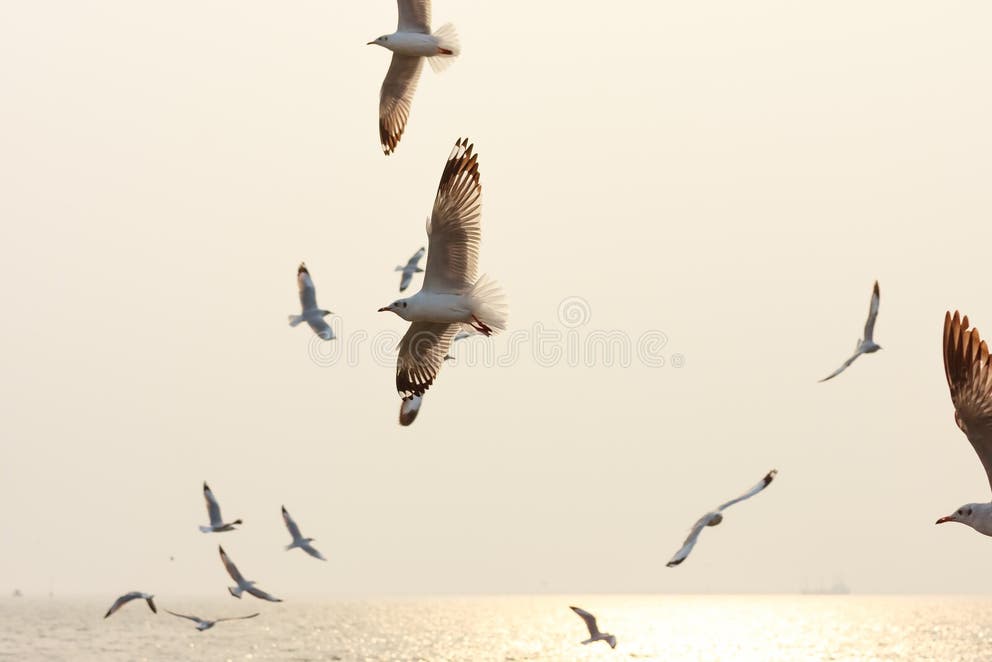 Backlit Birds Flying at Sunset Stock Photo - Image of clear, life: 74504704