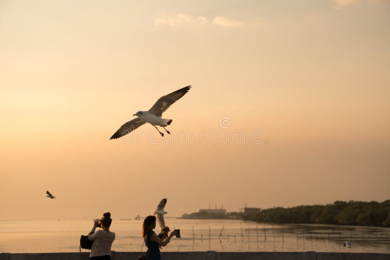 Backlit Birds Flying at Sunset Stock Photo - Image of atmosphere, scene ...